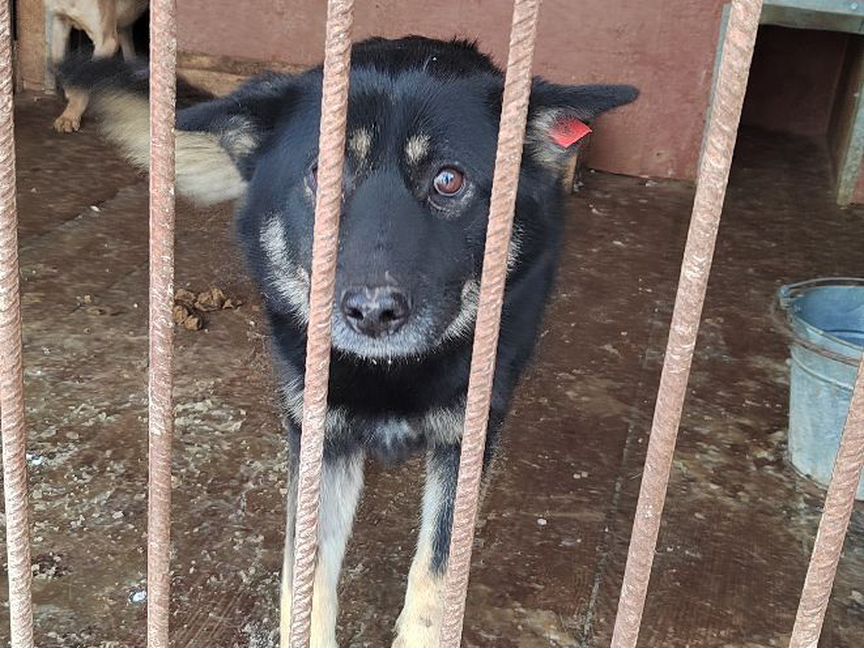 Кузька, девочка, не крупная