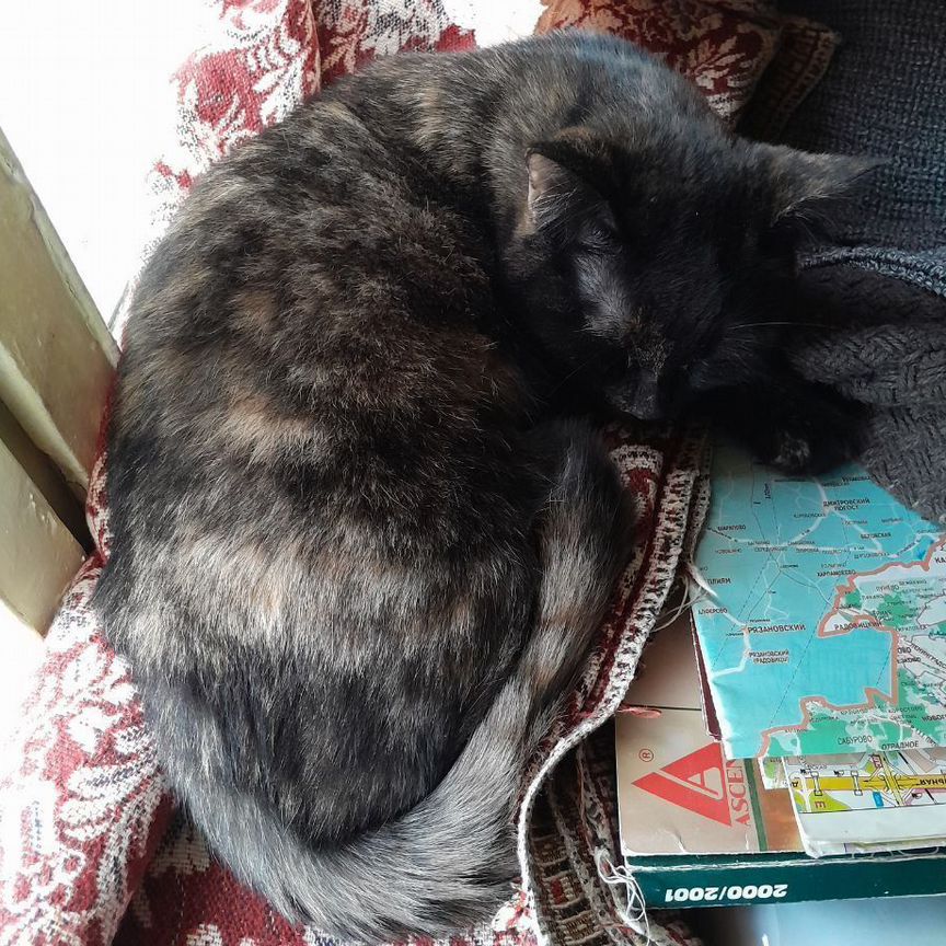 Длительная передержка кошек