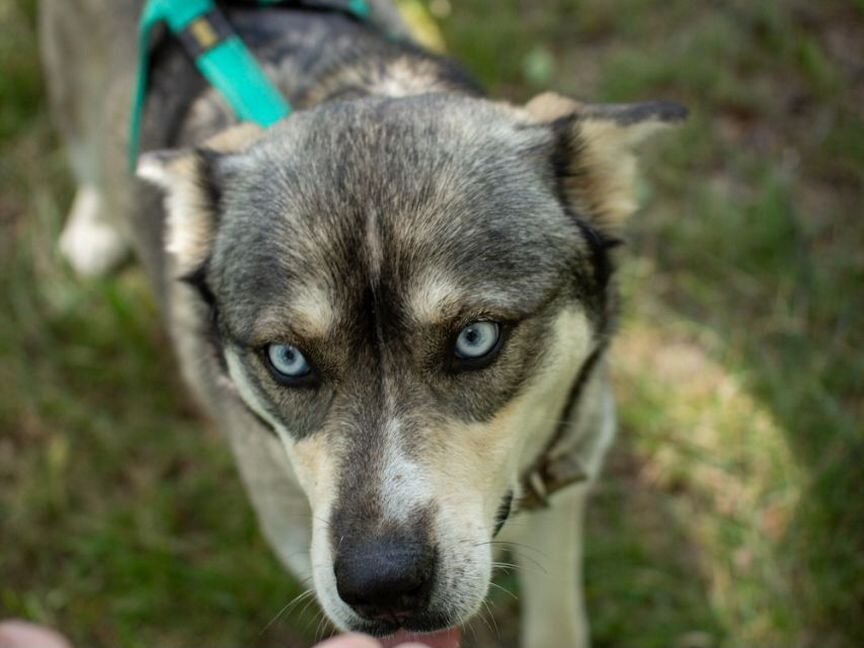 Алиса в добрые руки