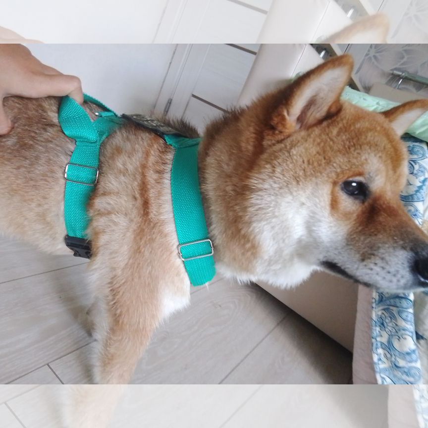 Ошейник для собак ручной работы