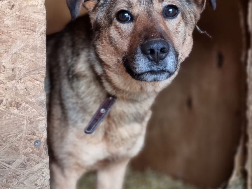 Собака Юла из приюта ищет дом