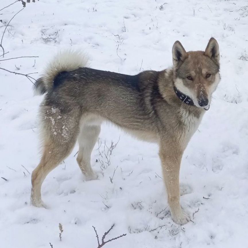 Западно сибирская лайка вязка