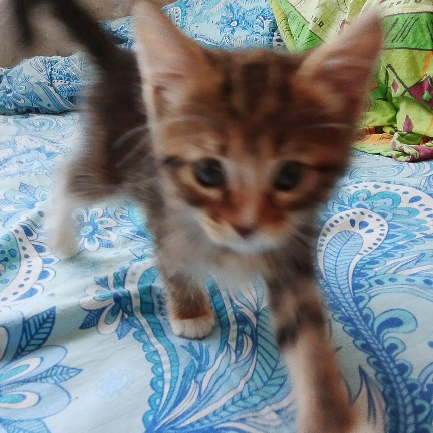 Отдам котят в добрые руки