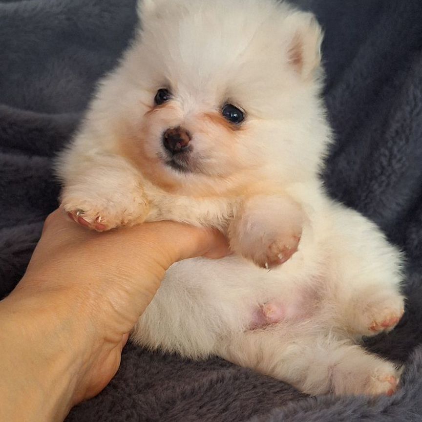 Померанский шпиц, щенок