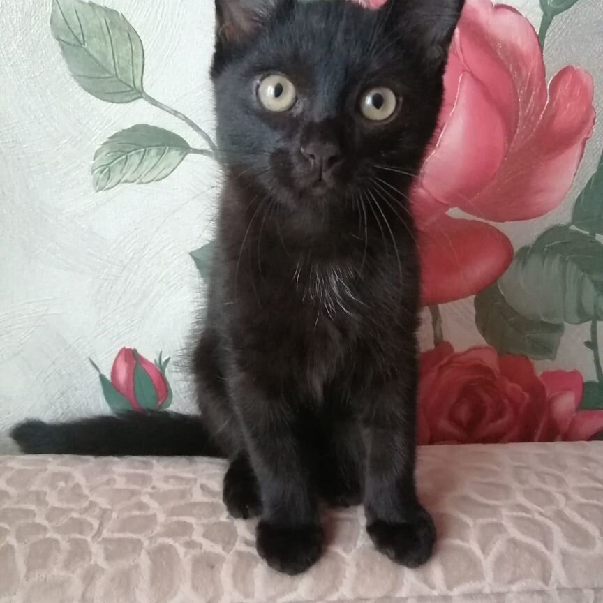 Котёнок в добрые руки