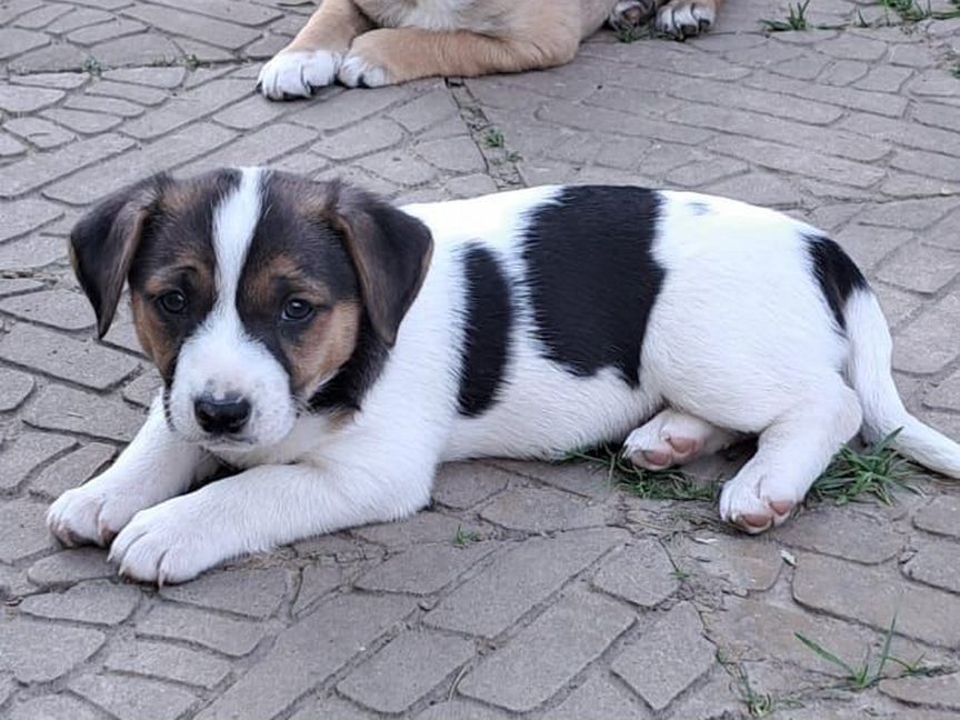 Маленькие мальчик и девочка ждут добрых хозяев
