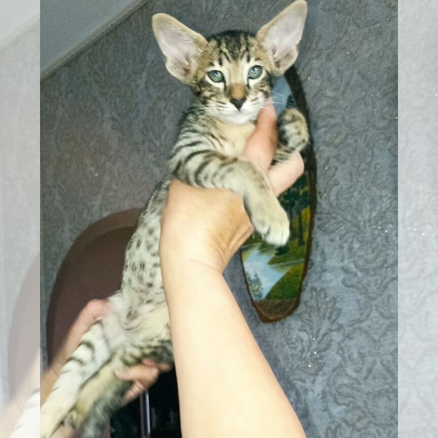 Ориентальные котята
