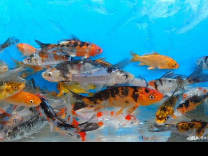 Карп кои(рыбки для пруда), гиацинты