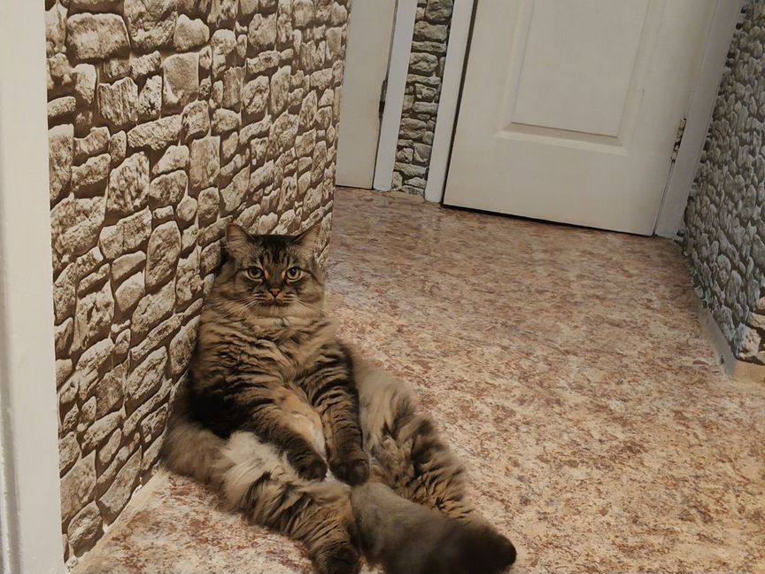 Отдам в добрые руки кота Кузю,ему 7лет
