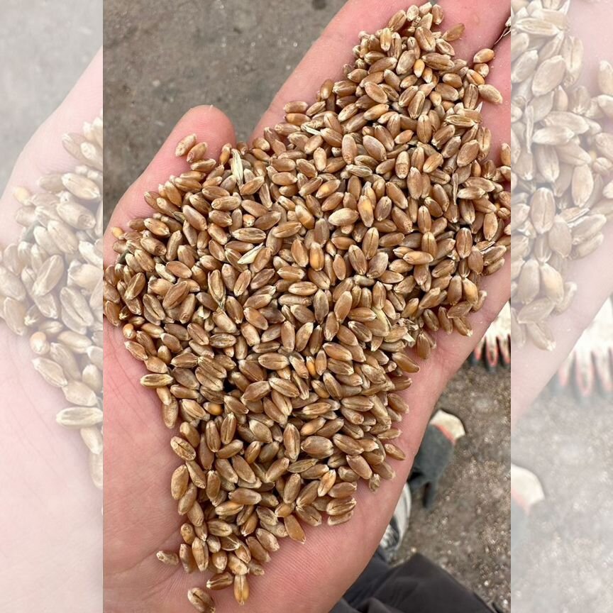 Пшеница 3кл 90тон