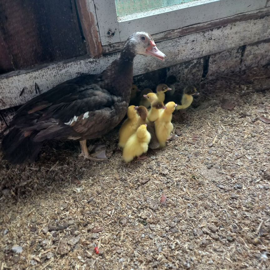 Индоутята суточные