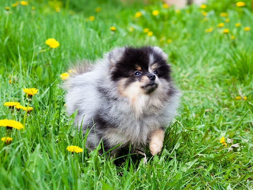 Шпиц мраморный