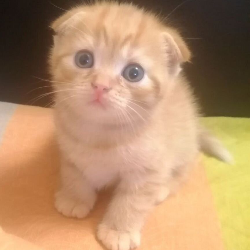 Шотландские вислоухие котята