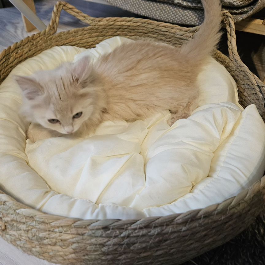 Котенкок мейкун