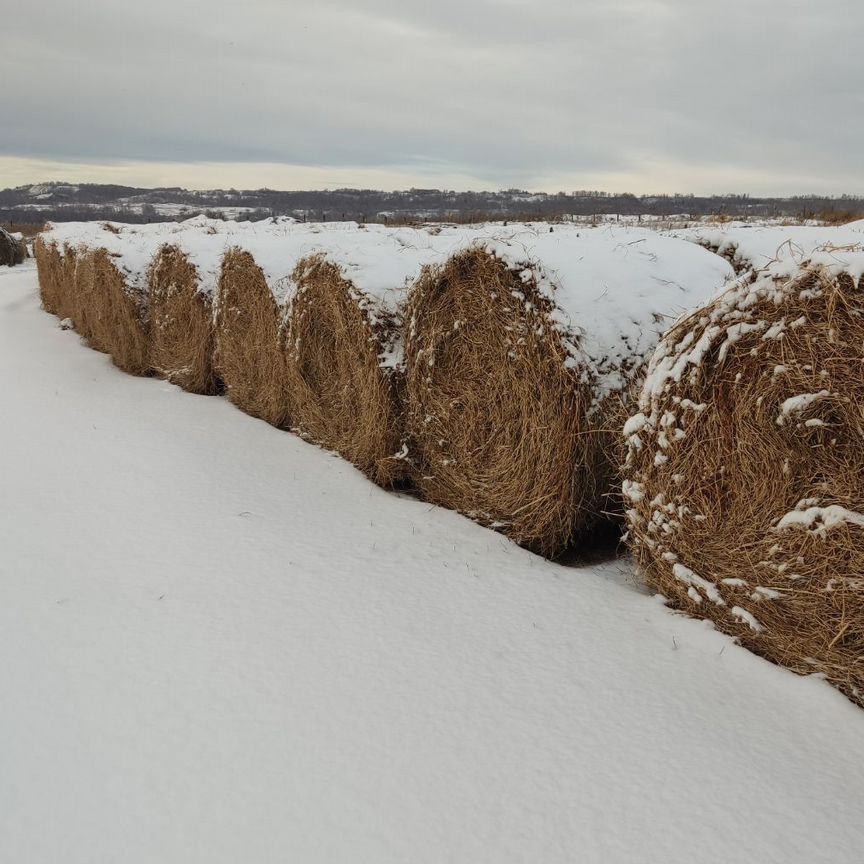 Продам сено в рулонах