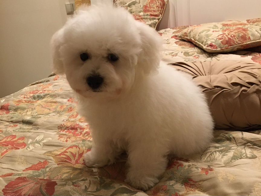 Щенки Бишон Фризе