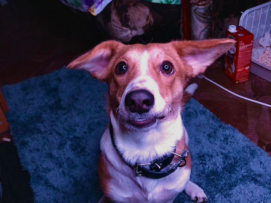 Отдам в добрые руки