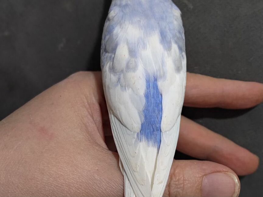 Волнистый попугай птенец