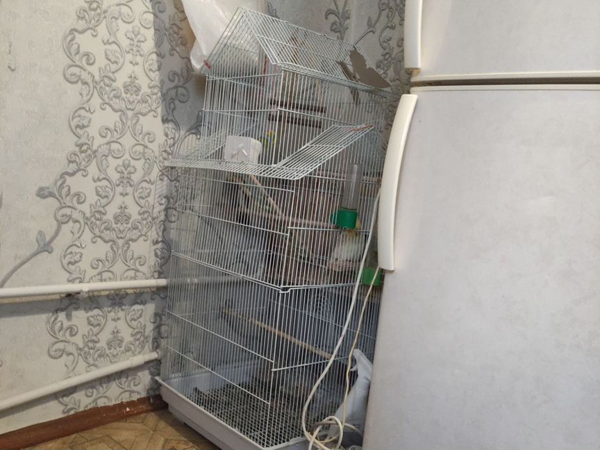 Попугай Корелла