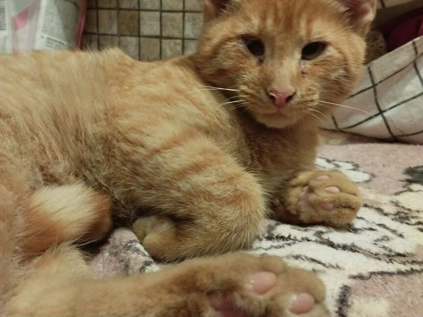 Рыжий котенок