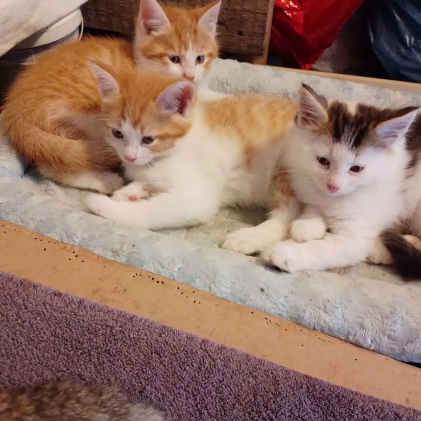 Котята ищут добрые руки