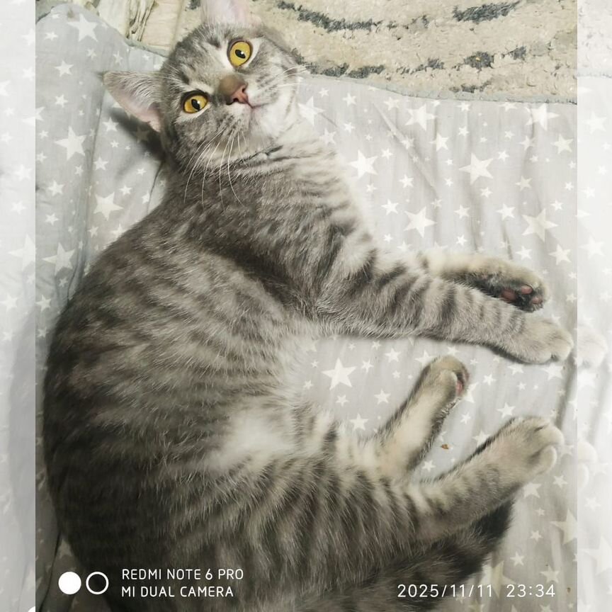 Британский короткошёрстный котёнок