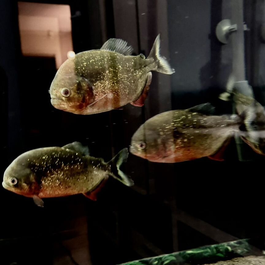 Наттерера пиранья 4 шт