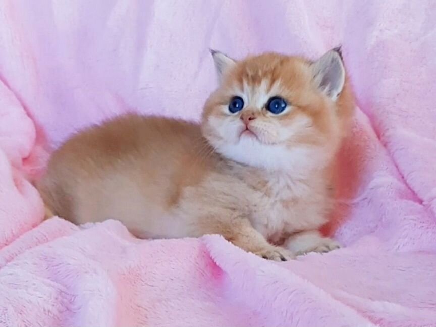 Котята золотая шиншилла