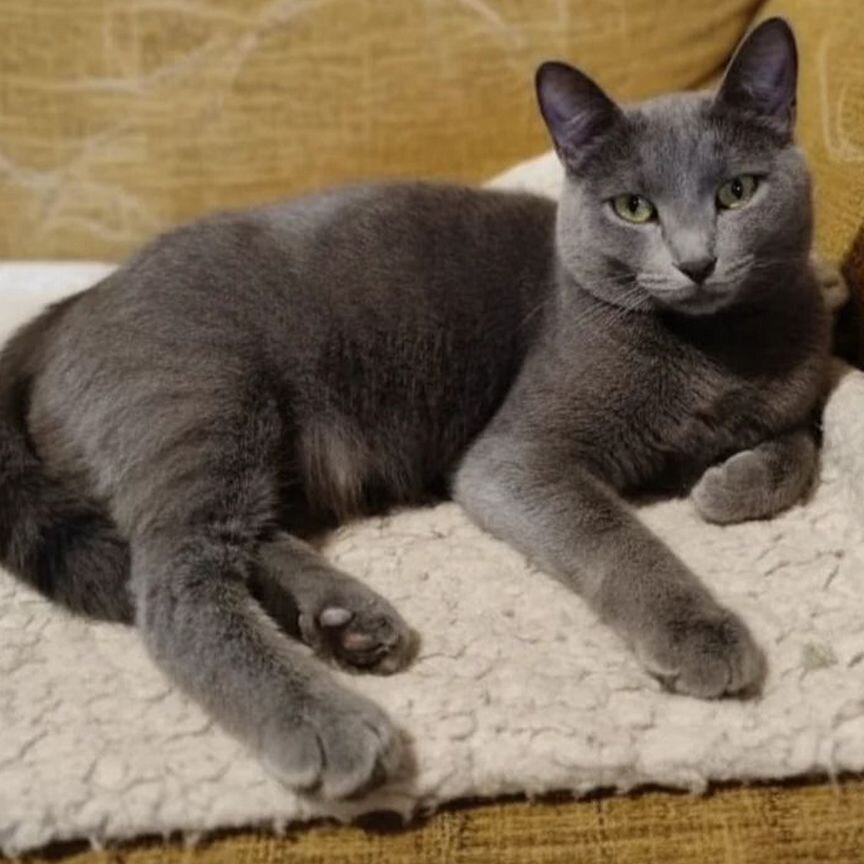 Взрослая, кошка в добрые руки