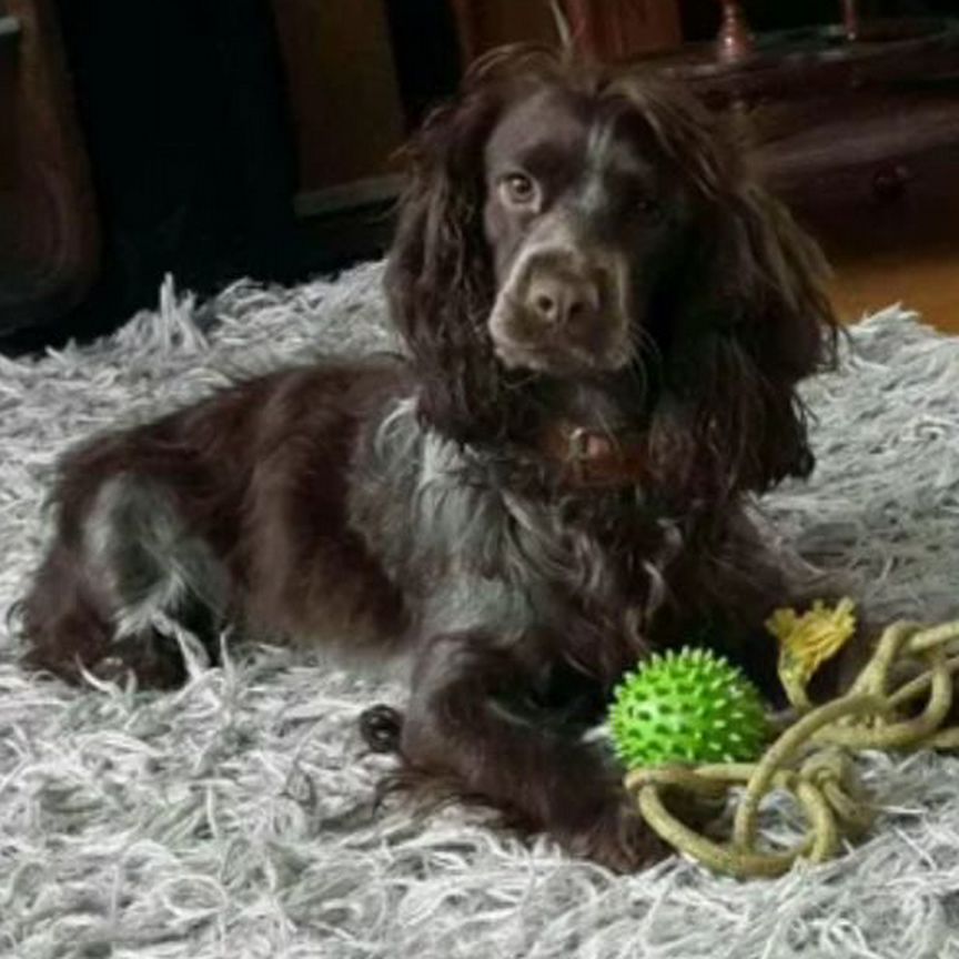 Русская спаниель