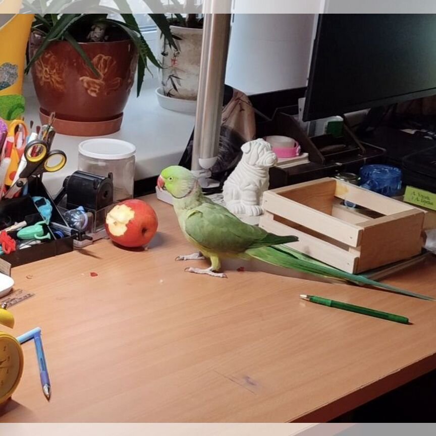 Ожереловый попугай самец