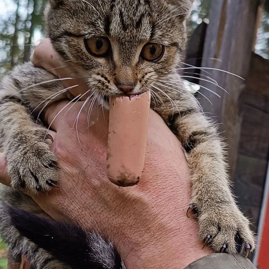 Котенок девочка