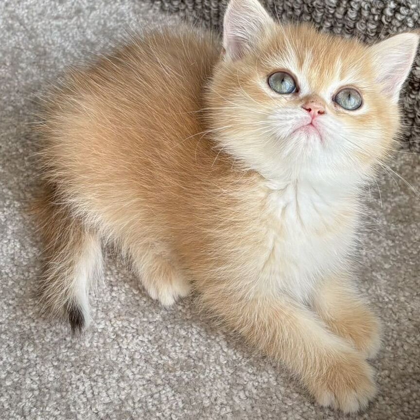 Британский короткошёрстный котёнок