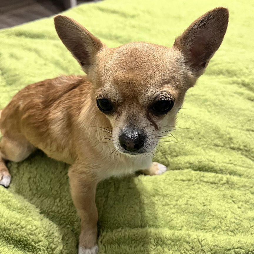 Чихуахуа, взрослый пёс