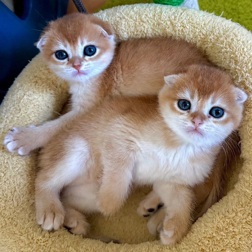 Шотландский вислоухий короткошёрстный котёнок