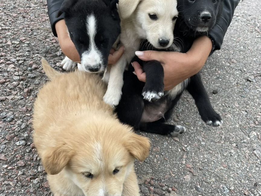 Щенки выживают на промзоне