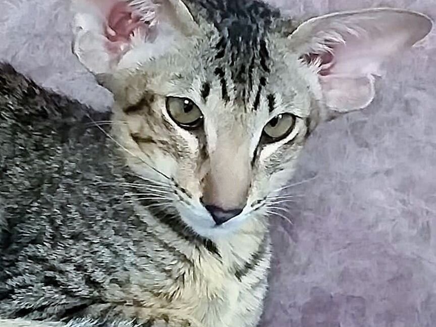 Ориенталы
