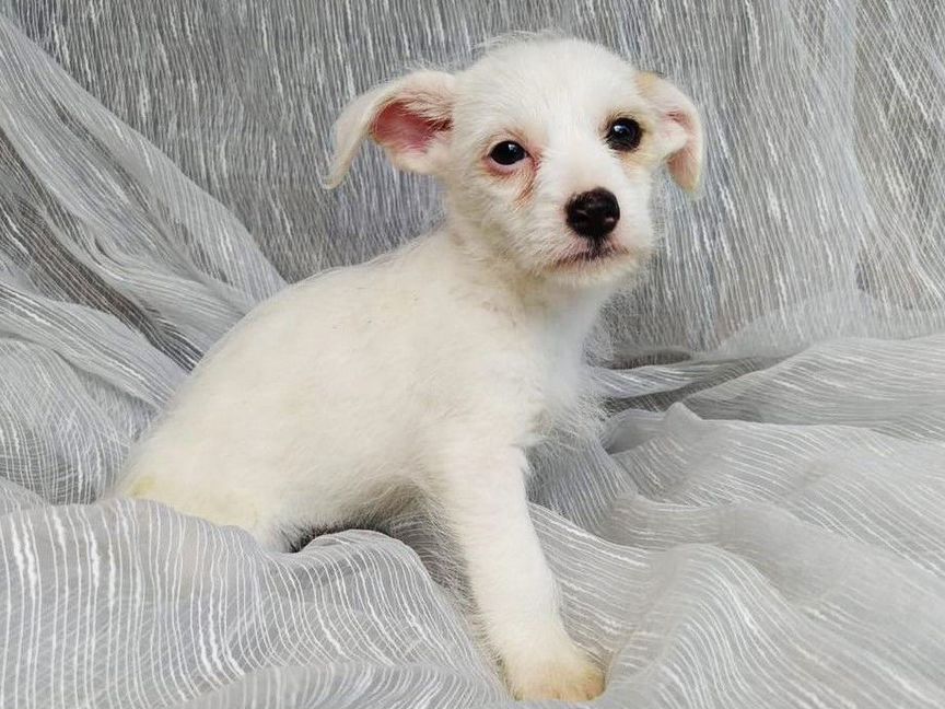 Щенок девочка от маленькой собачки