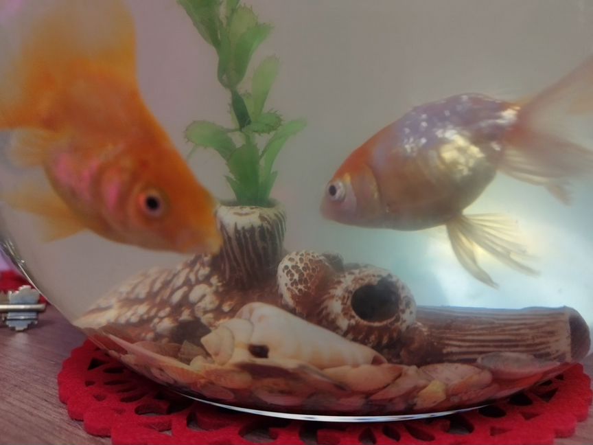 Золотые Рыбки
