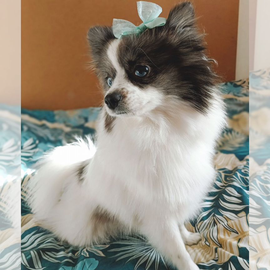 Померанский шпиц, щенок