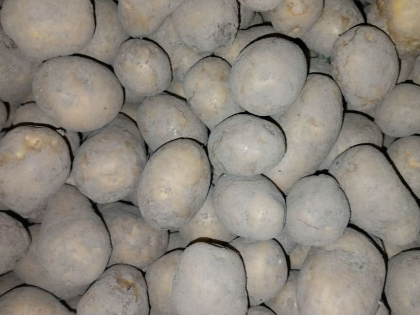 Картофель кормовой