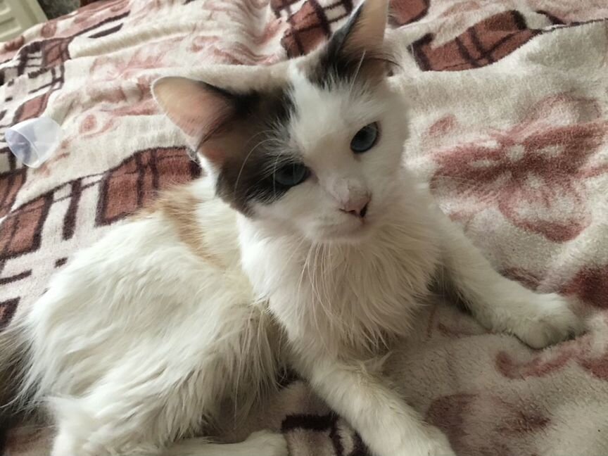 Отдам котенка в добрые руки