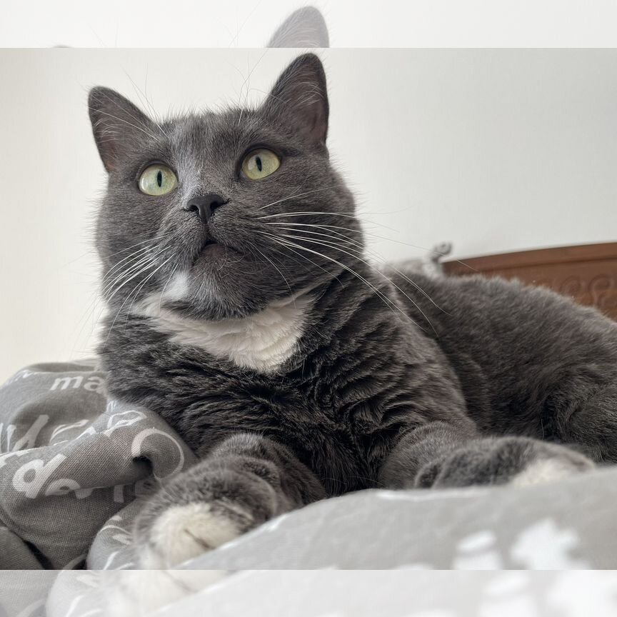 Отдам в добрые руки кошку