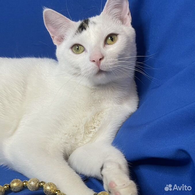 Почти белый котик 1год