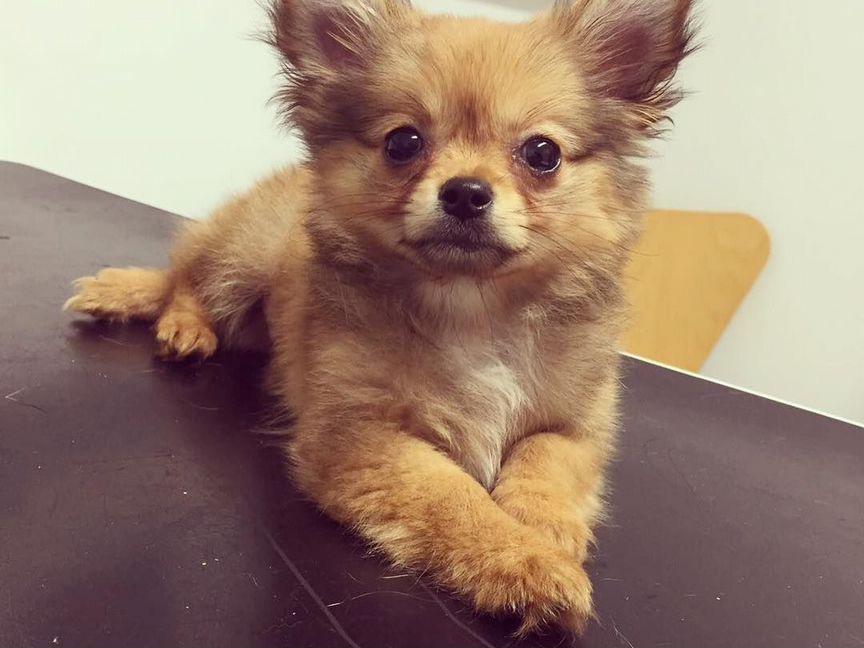 Щенок - помчи