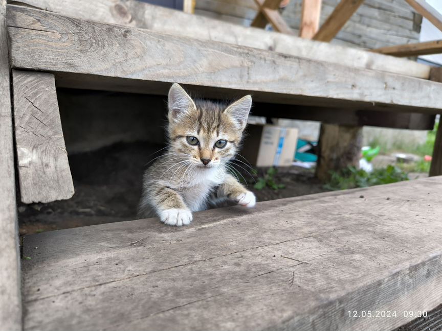 Котёночек девочка
