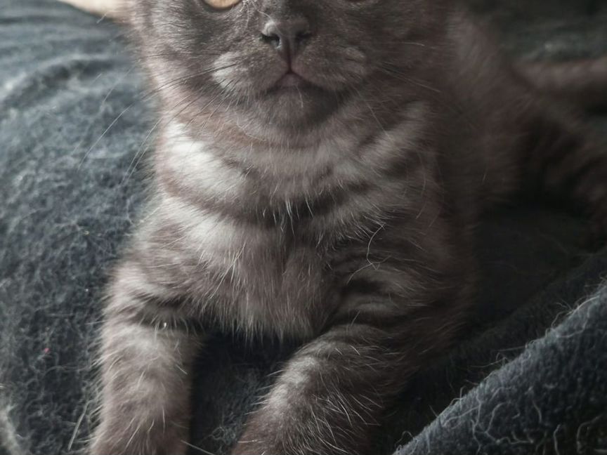 Кошка британская в дар
