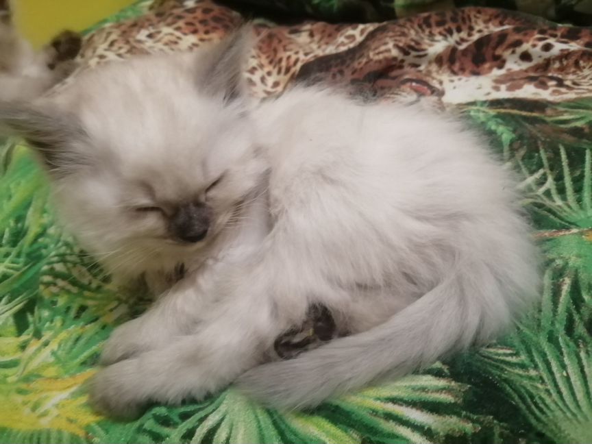 Голубоглазый ангел