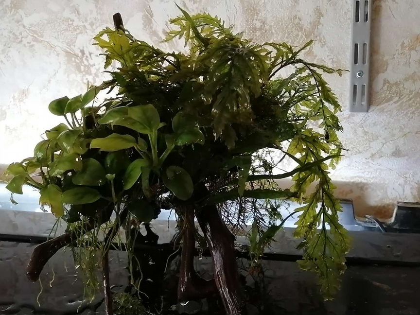 Коряги с растениями