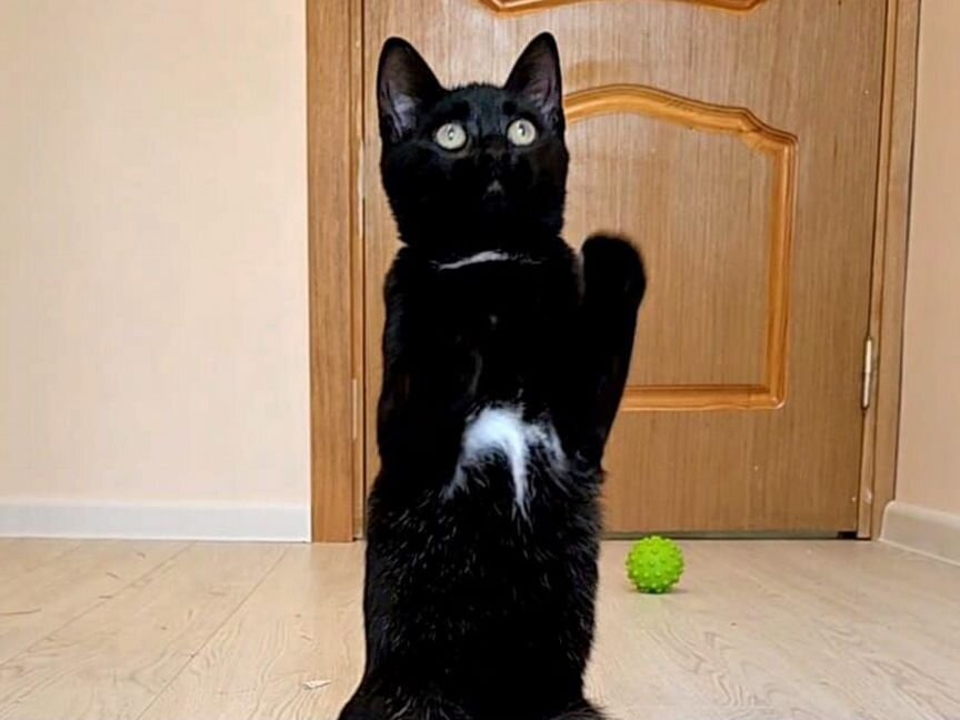 Маленькая кошечка